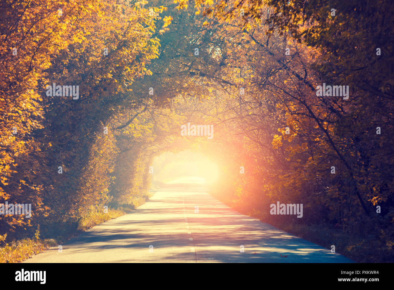 Tunnel of fall trees hi-res stock photography and images - Alamy