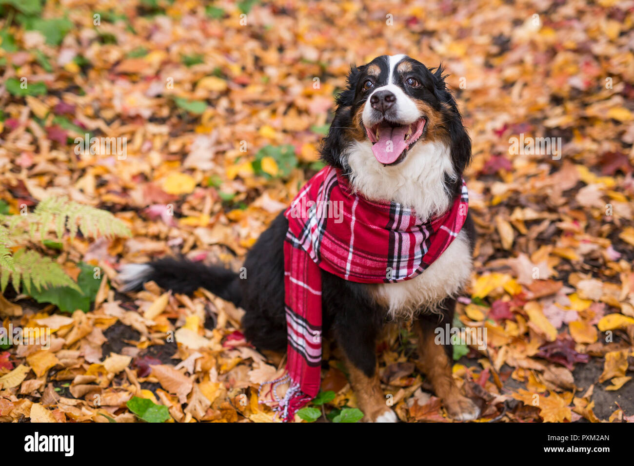 Bouvier bernois hi-res stock photography and images - Alamy