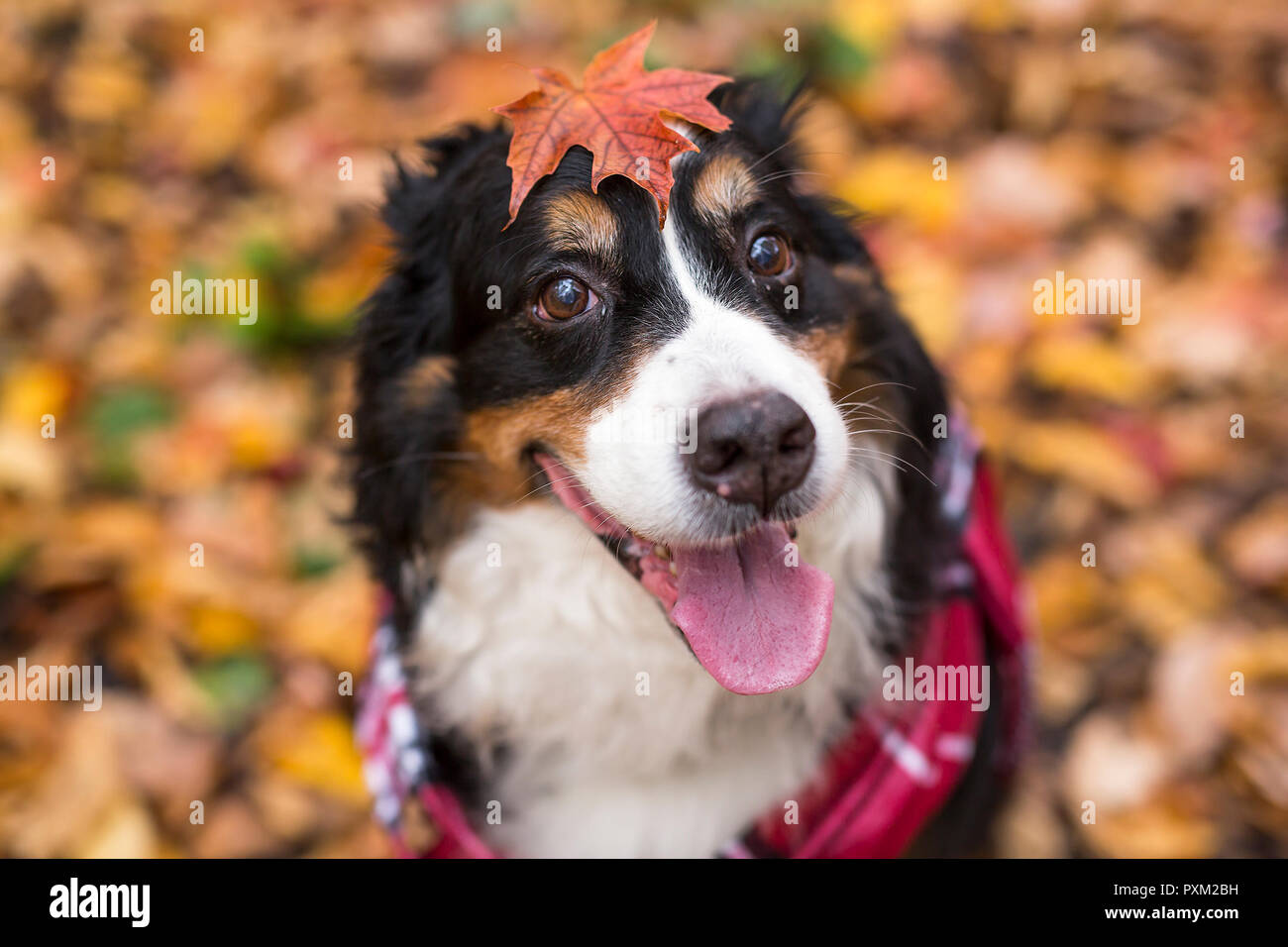 Bouvier Bernese mountain dog portrait in outdoors Stock Photo - Alamy