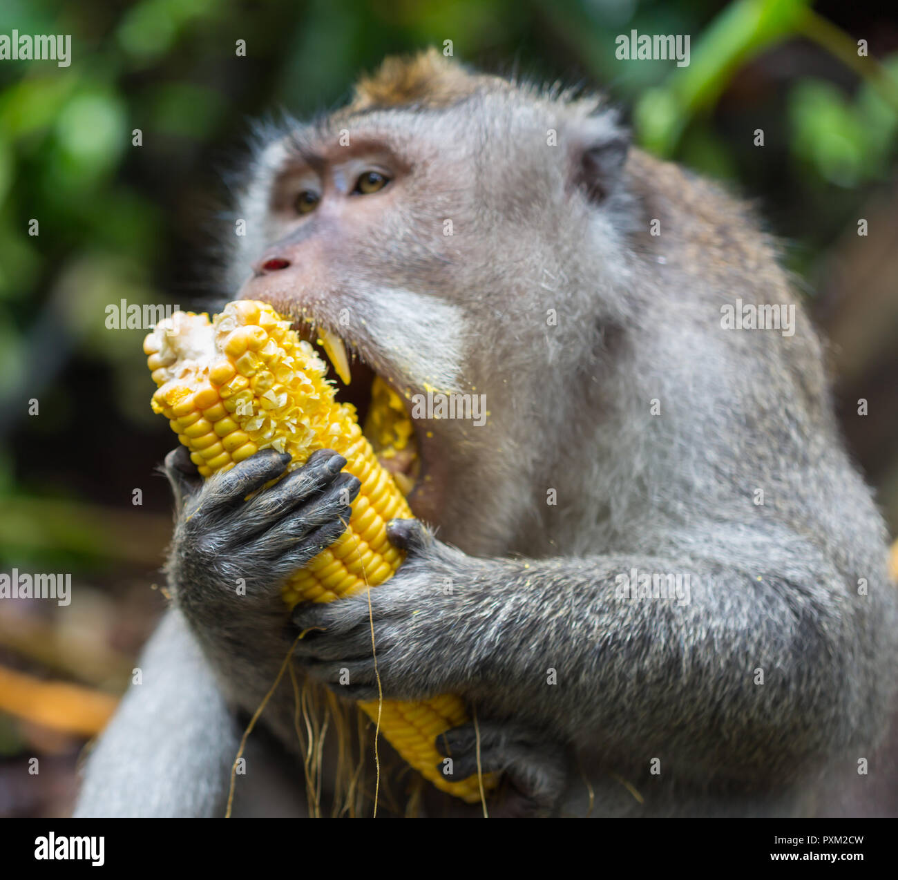 Female bonnet macaque monkey hi-res stock photography and images - Alamy
