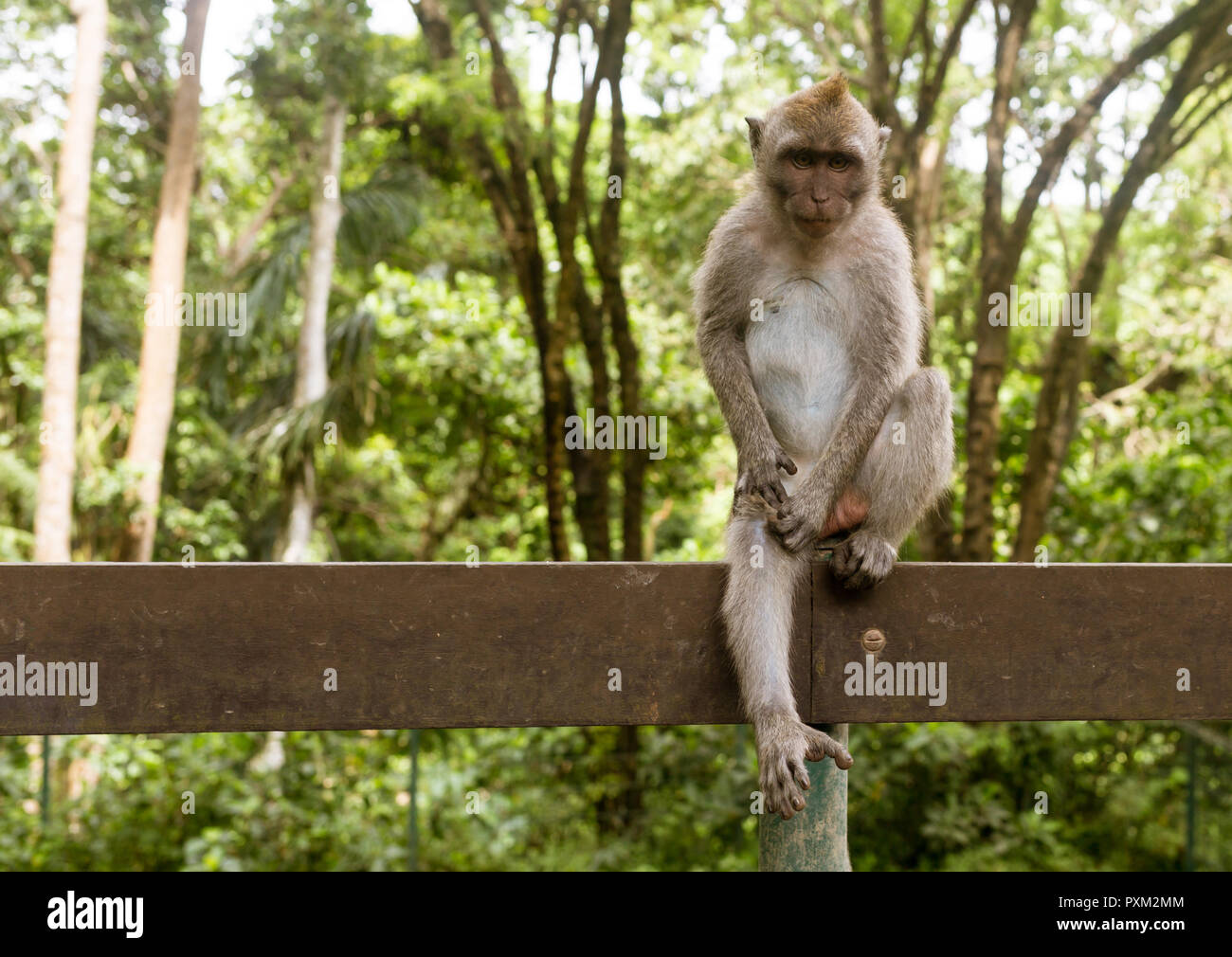 Monkey climbing tree hi-res stock photography and images - Alamy