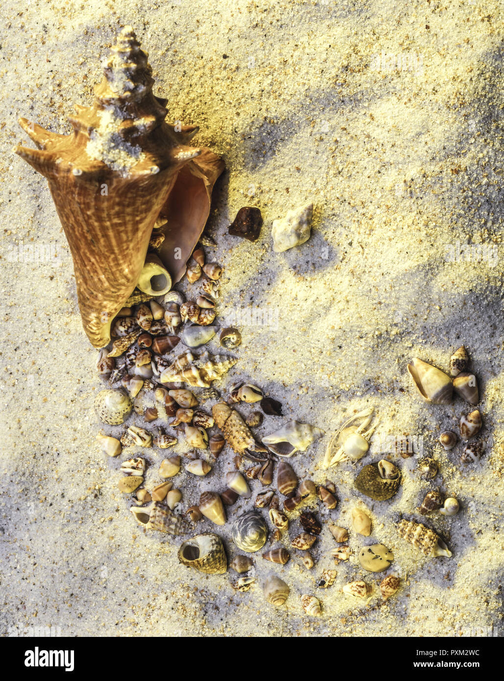 Muscheln am strand hi-res stock photography and images - Alamy