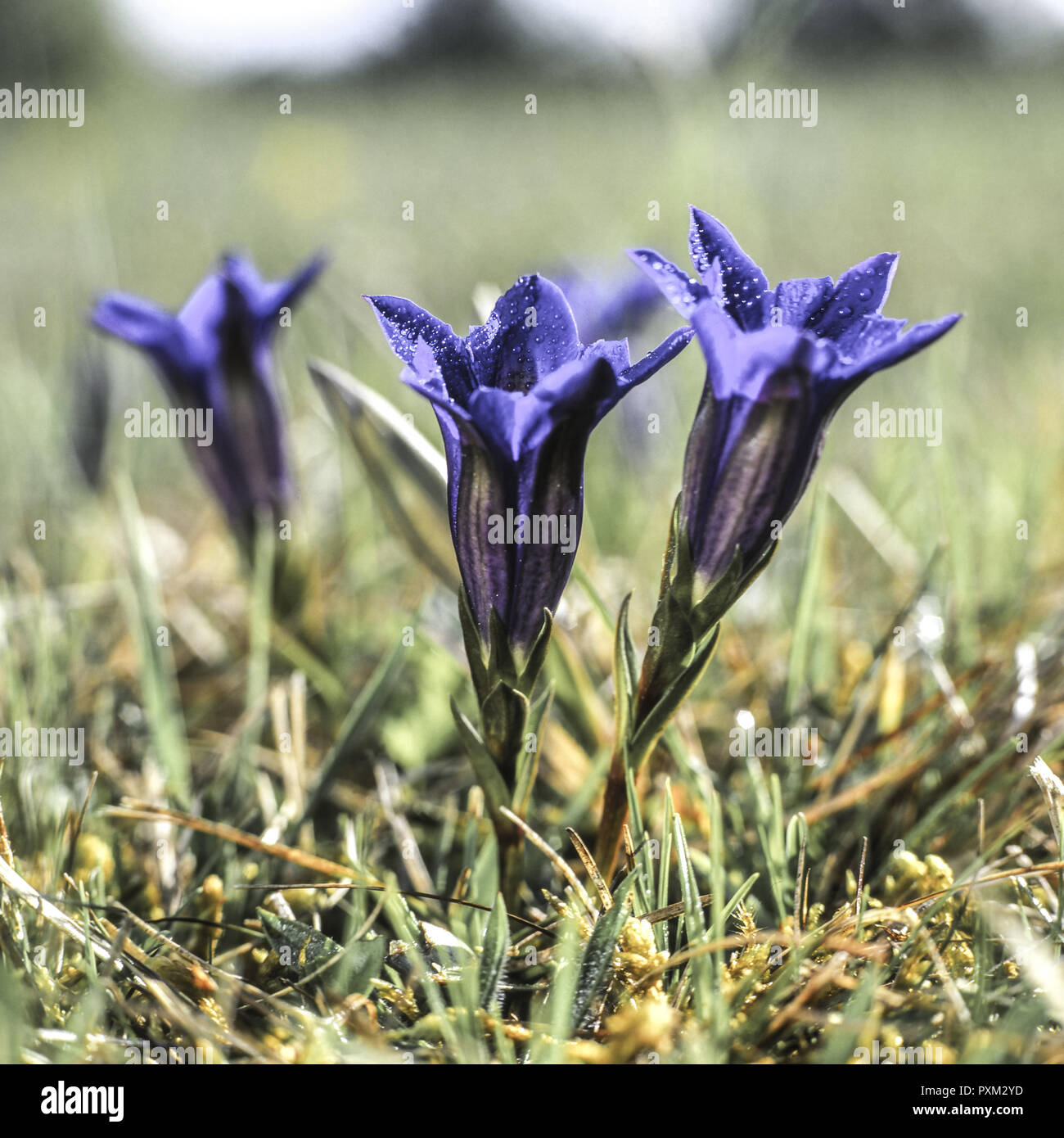 Blauer enzian hi-res stock photography and images - Alamy