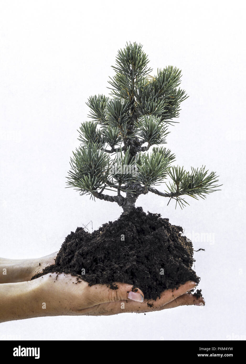 hands with bonsai tree, symbol, growth Stock Photo - Alamy