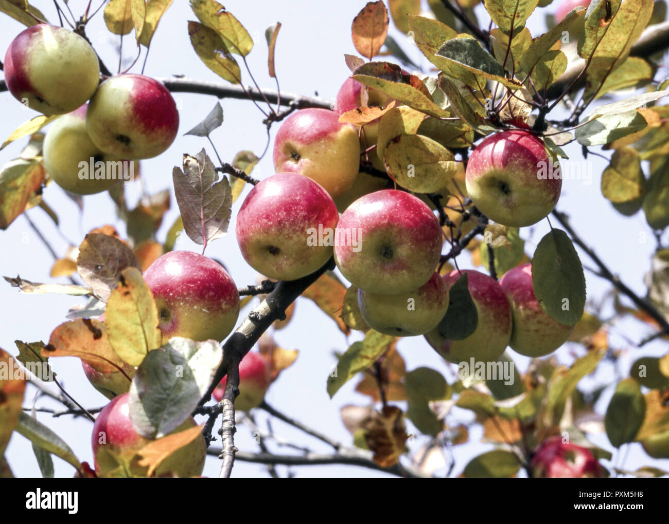 apple on the tree Stock Photo - Alamy