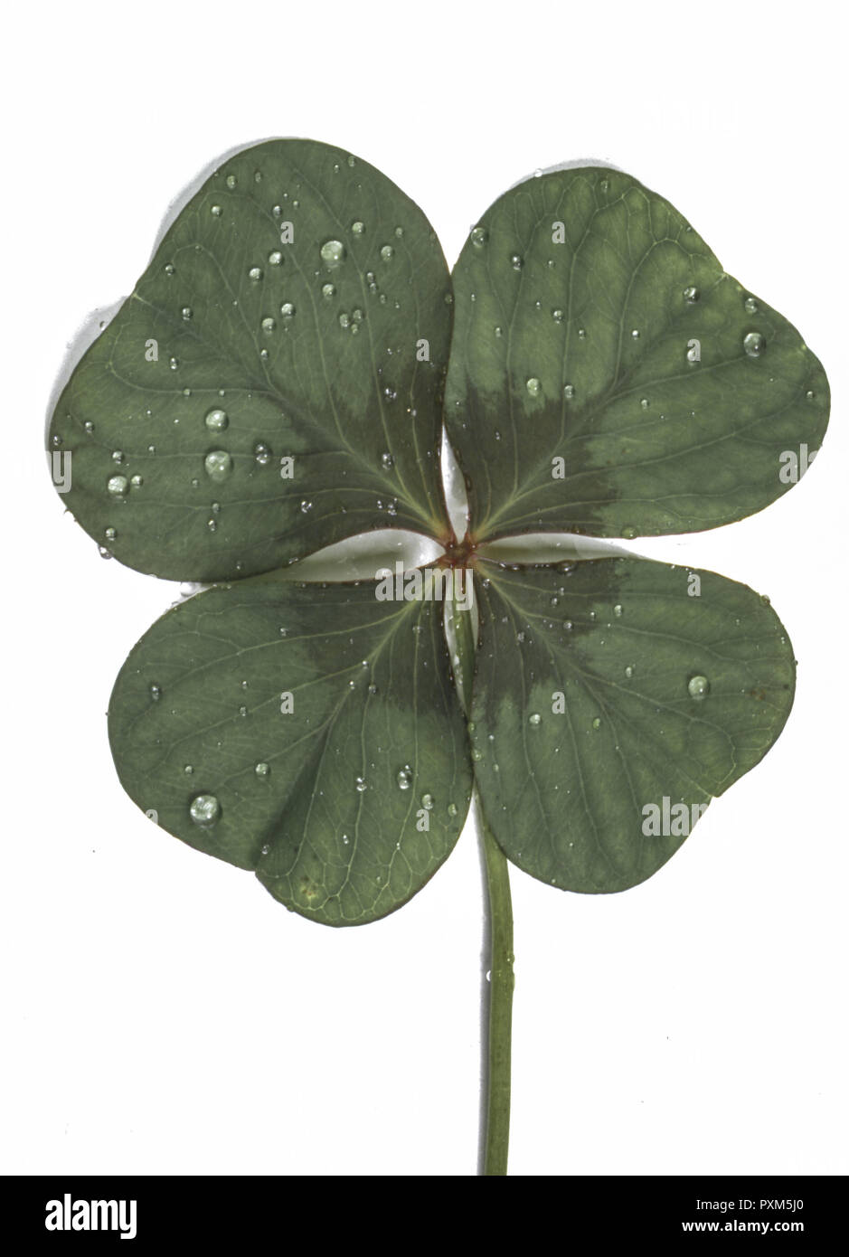 4 leaved Cut Out Stock Images & Pictures - Alamy