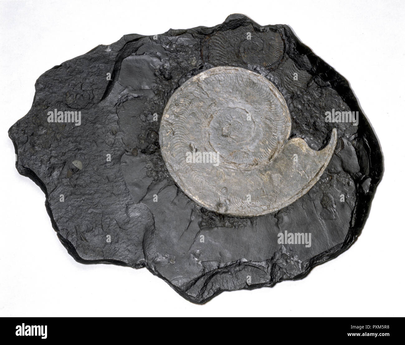 Worm fossils hi-res stock photography and images - Alamy