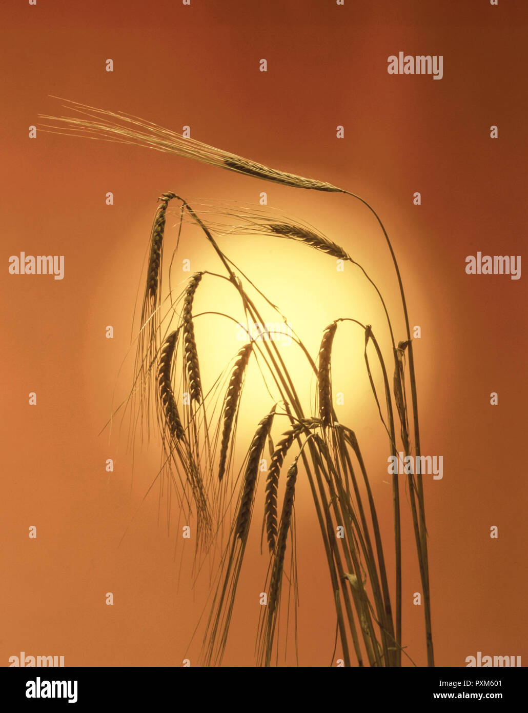 corn field at sunset Stock Photo - Alamy