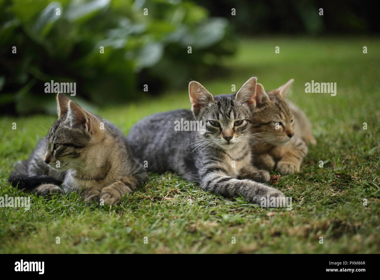 Playful Kittens High Resolution Stock Photography and Images - Alamy
