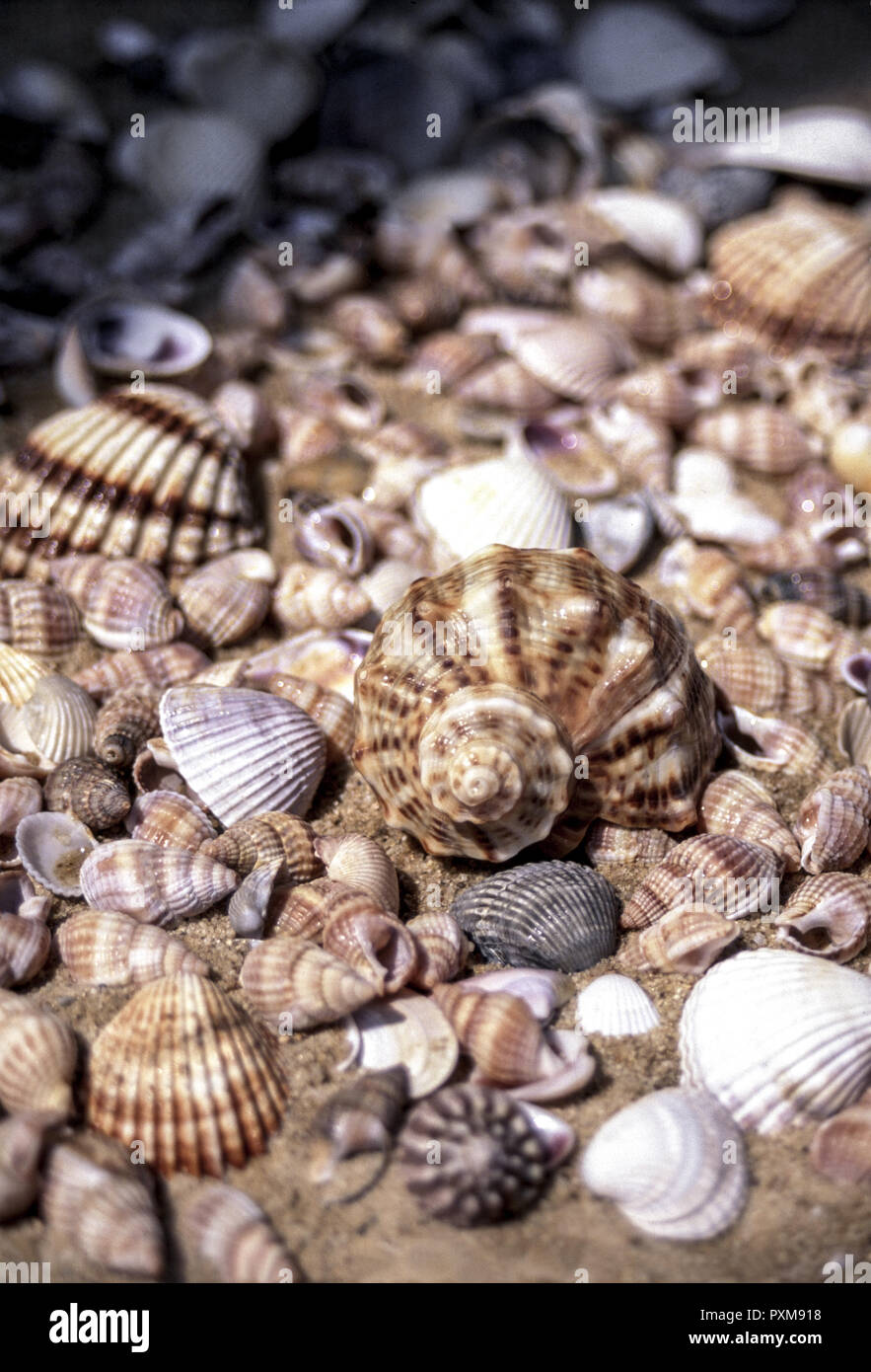 shells on the beach Stock Photo - Alamy