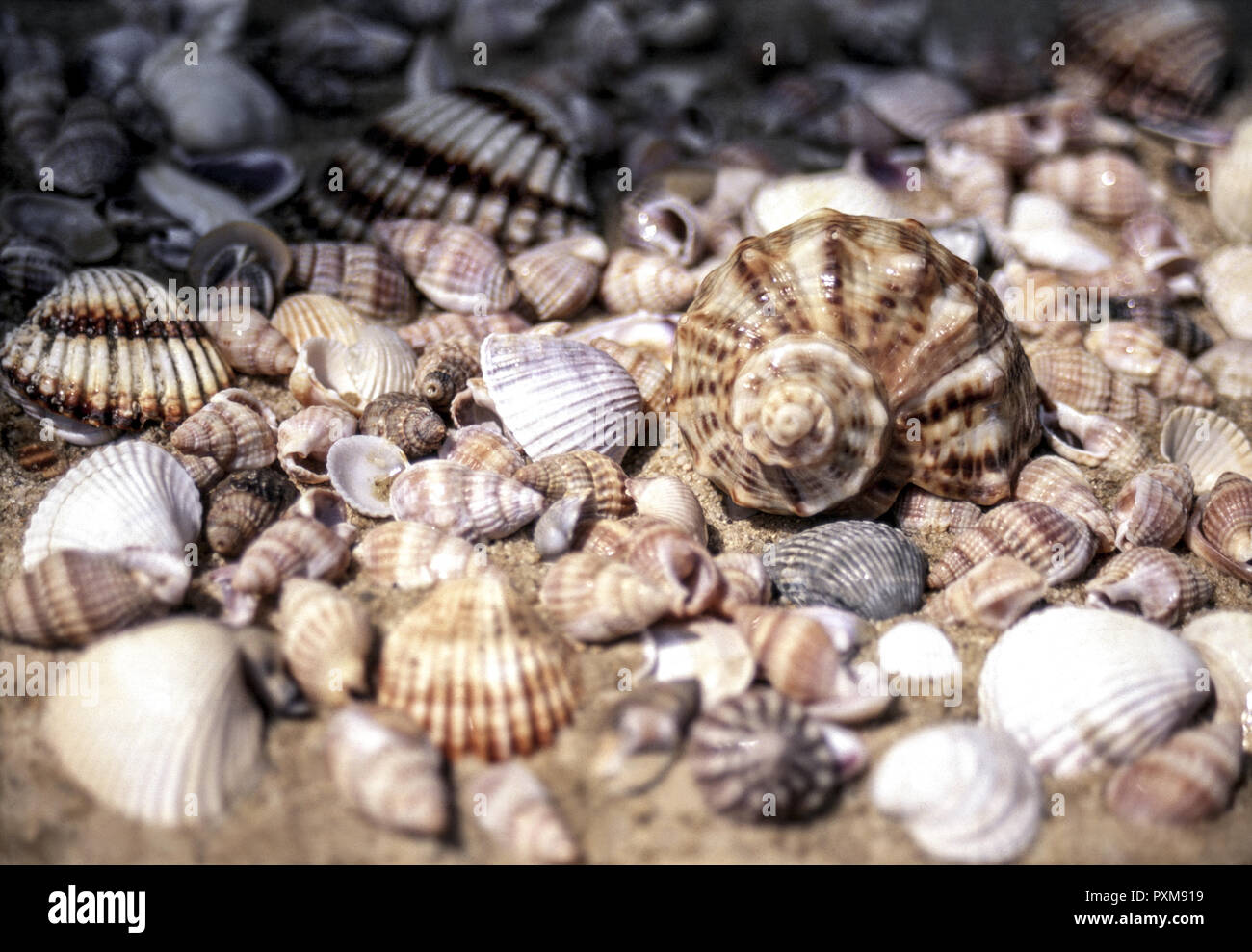 shells on the beach Stock Photo - Alamy