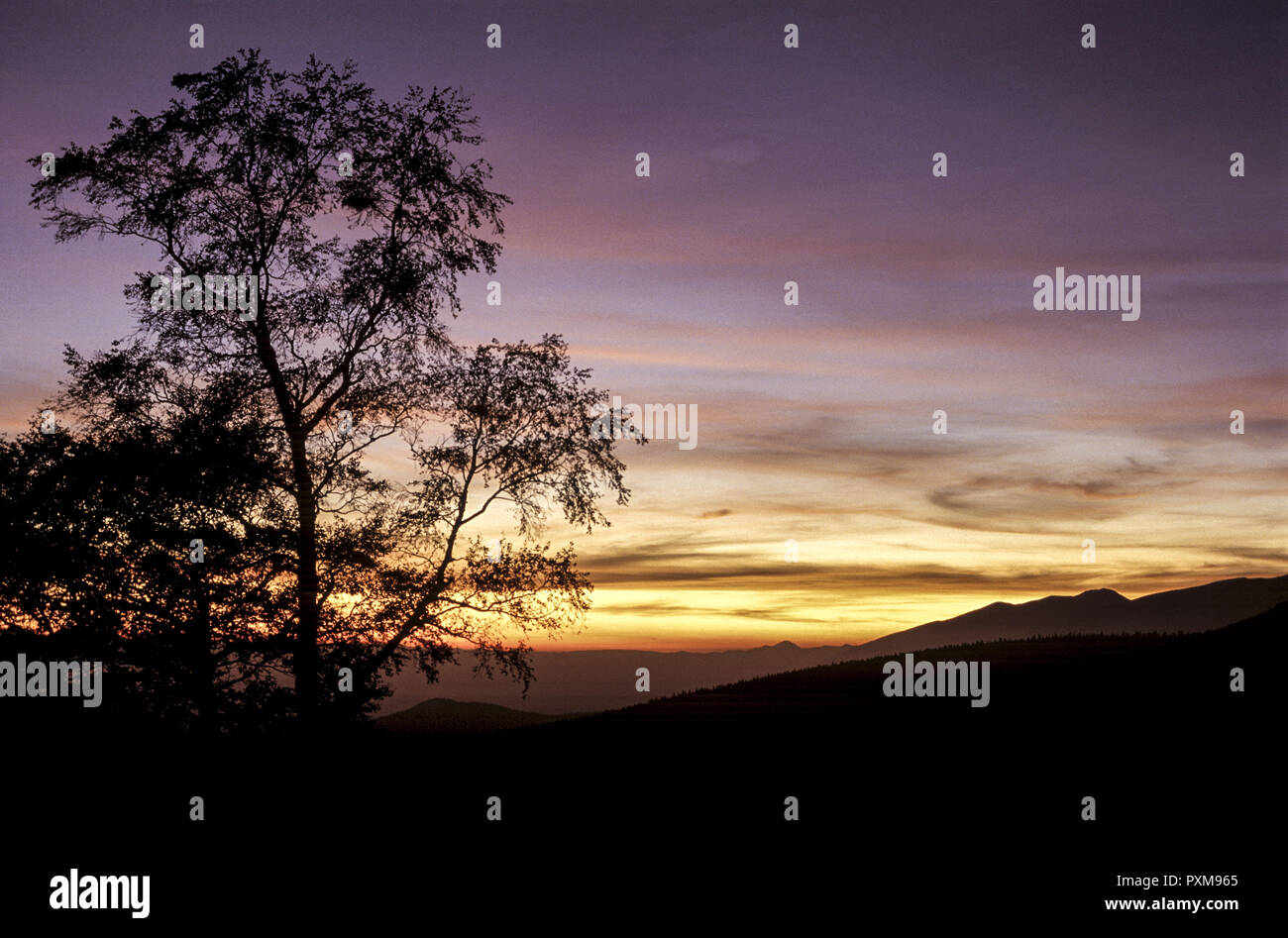 tree, evening sky Stock Photo - Alamy