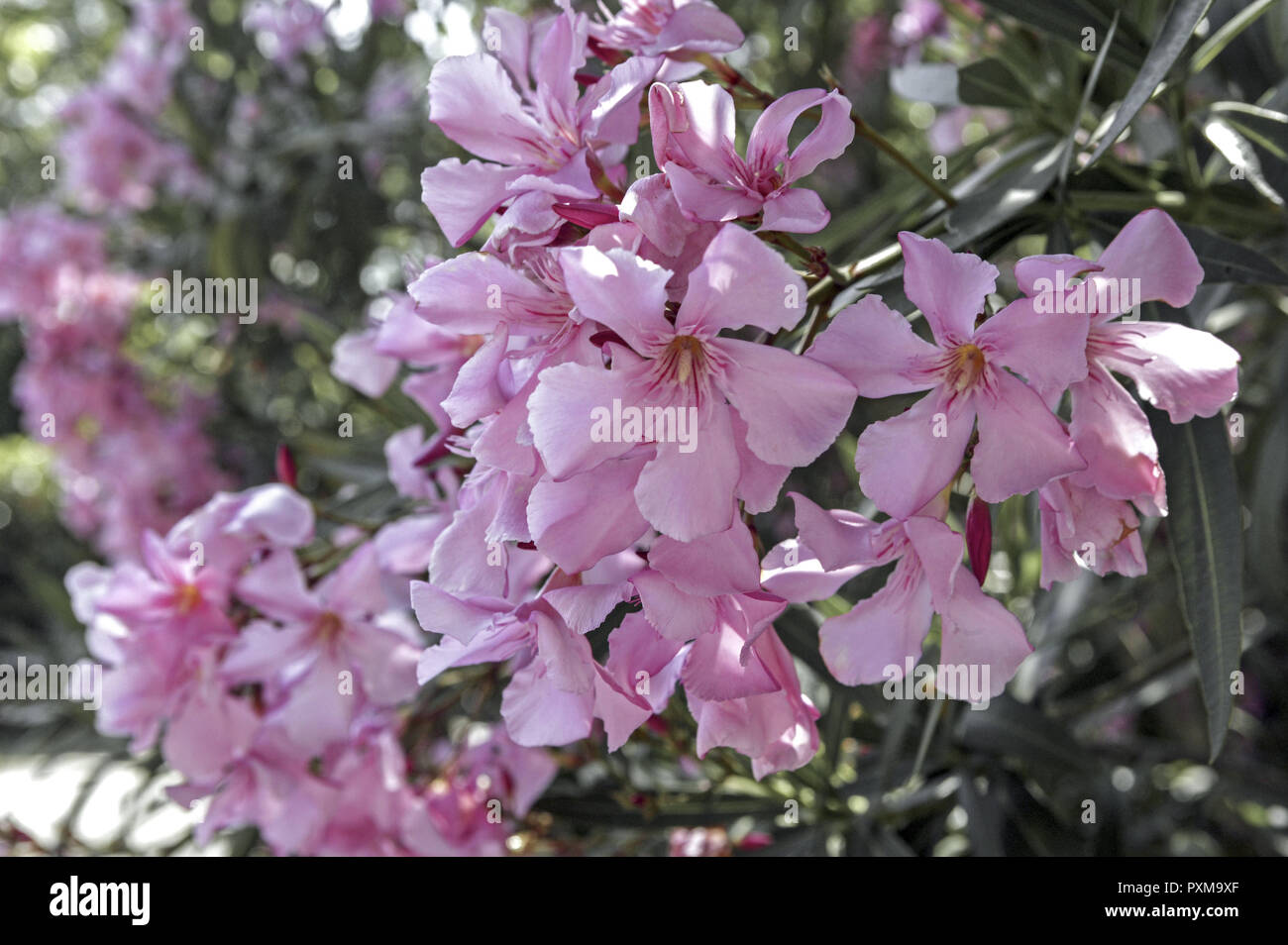 Oleander Rosa Nerium Aussen Blume Blumen Bluete Botanik Detail Details ...