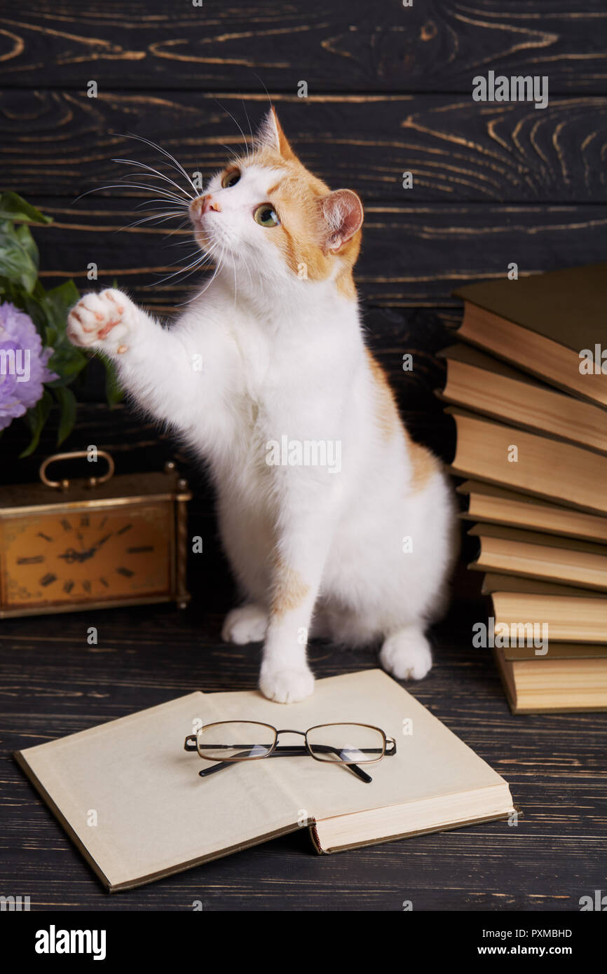 Cat in college library. The cat is sitting next to an open book Stock ...