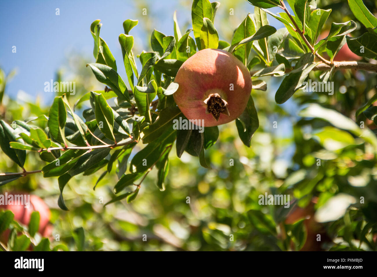 Pomegranate tree safed hi-res stock photography and images - Alamy