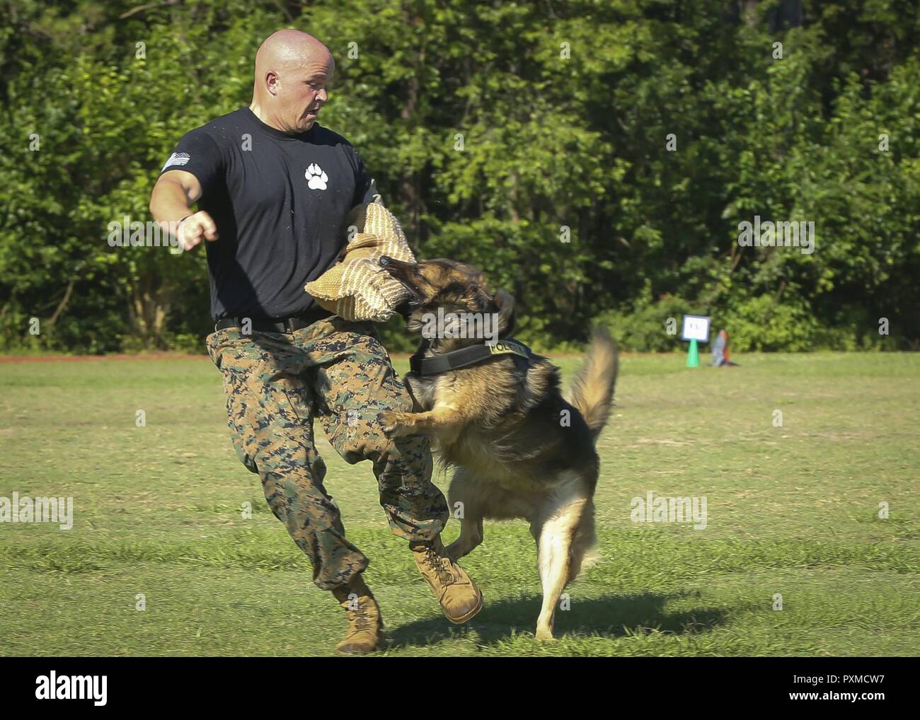 A Marine conducts a Military Working Dog demonstration during the Mini ...