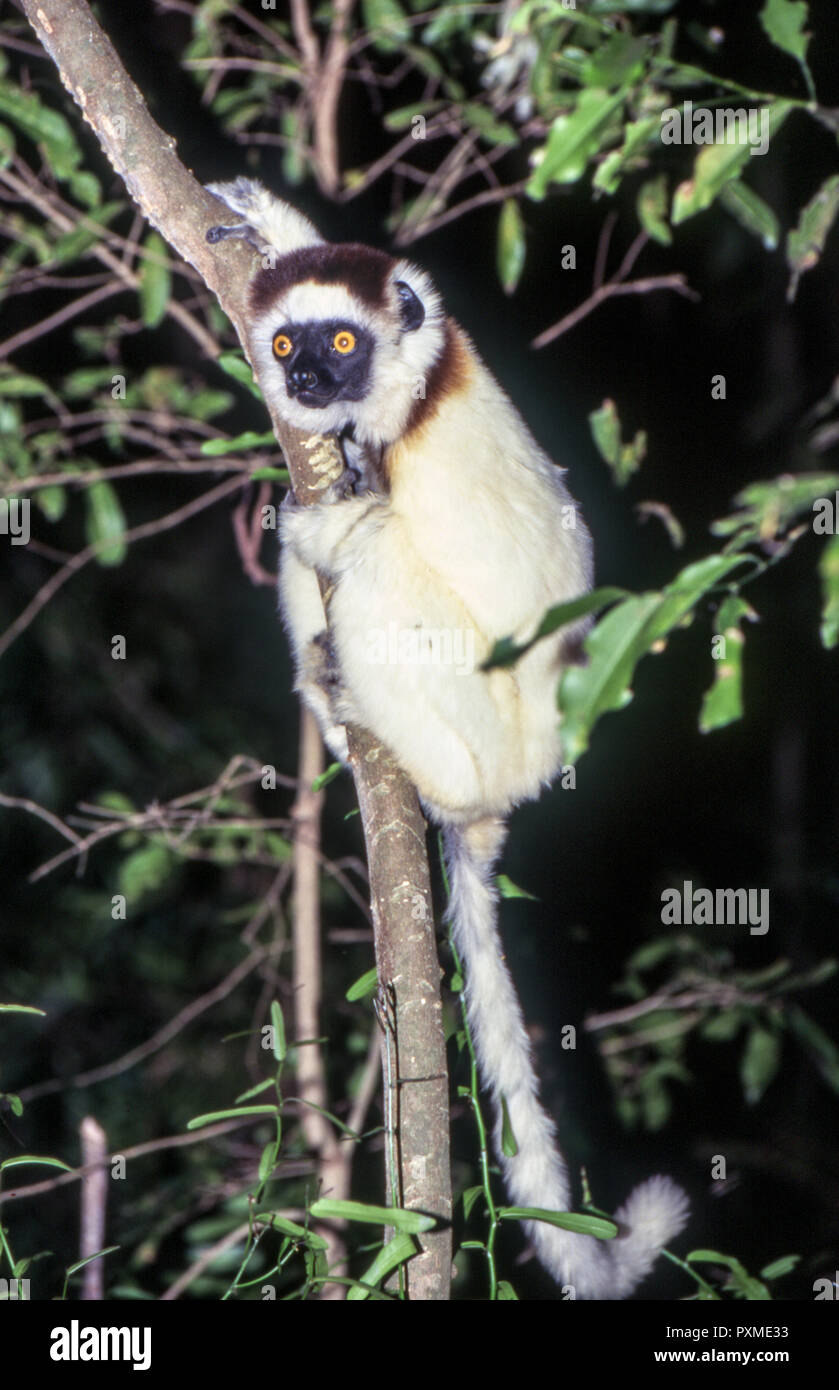 Verreaux's Sifaka Lemur, (Propithecus verreauxi), Berenty Private ...