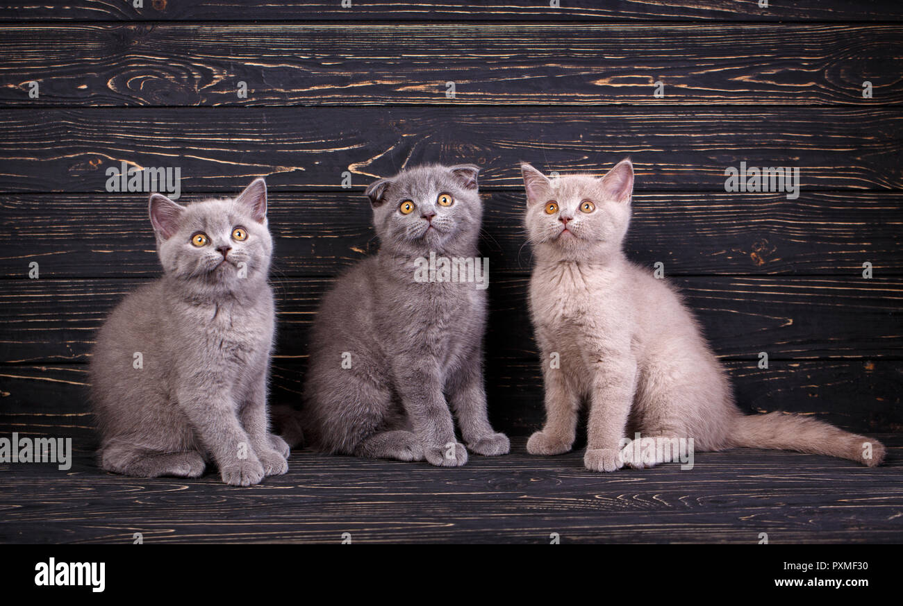 Three purebred kittens on a black background. Professional photography ...