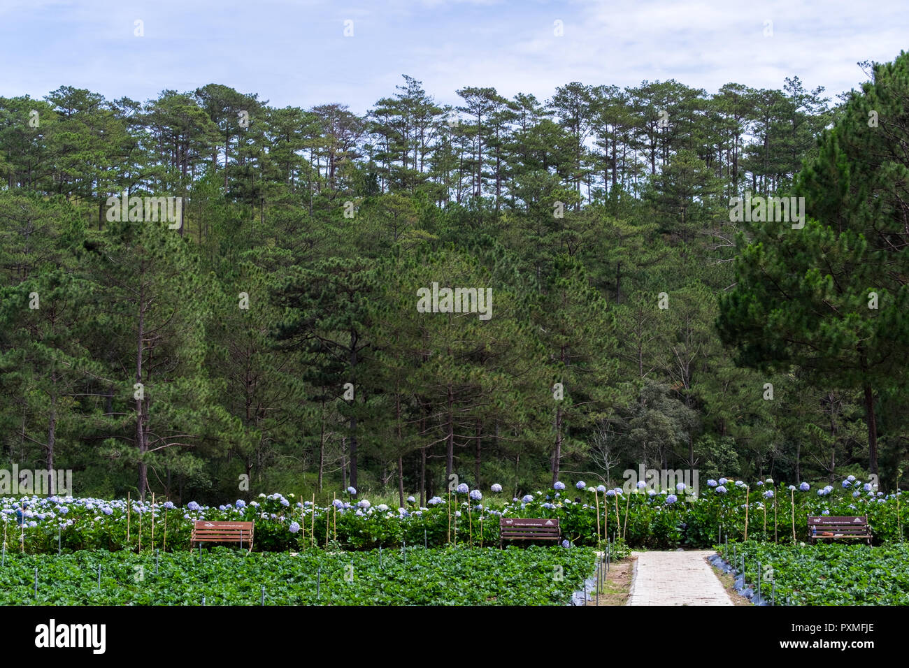 Panoramic view of Hydrangea flower field in Dalat, Vietnam. Da lat is ...