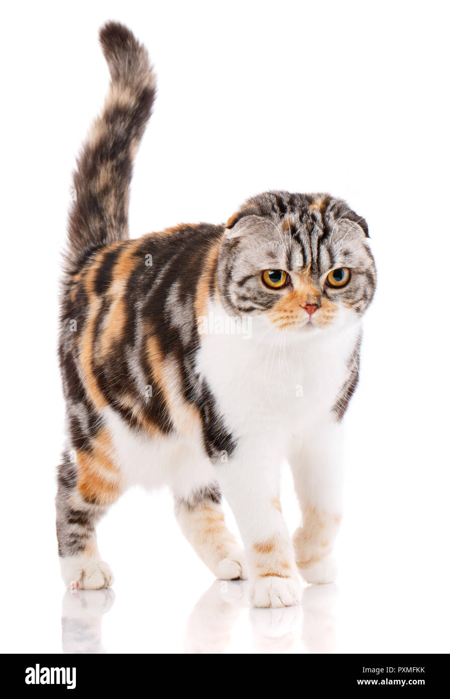 Cute thoroughbred cat on a white background. Beautiful home cat Stock ...
