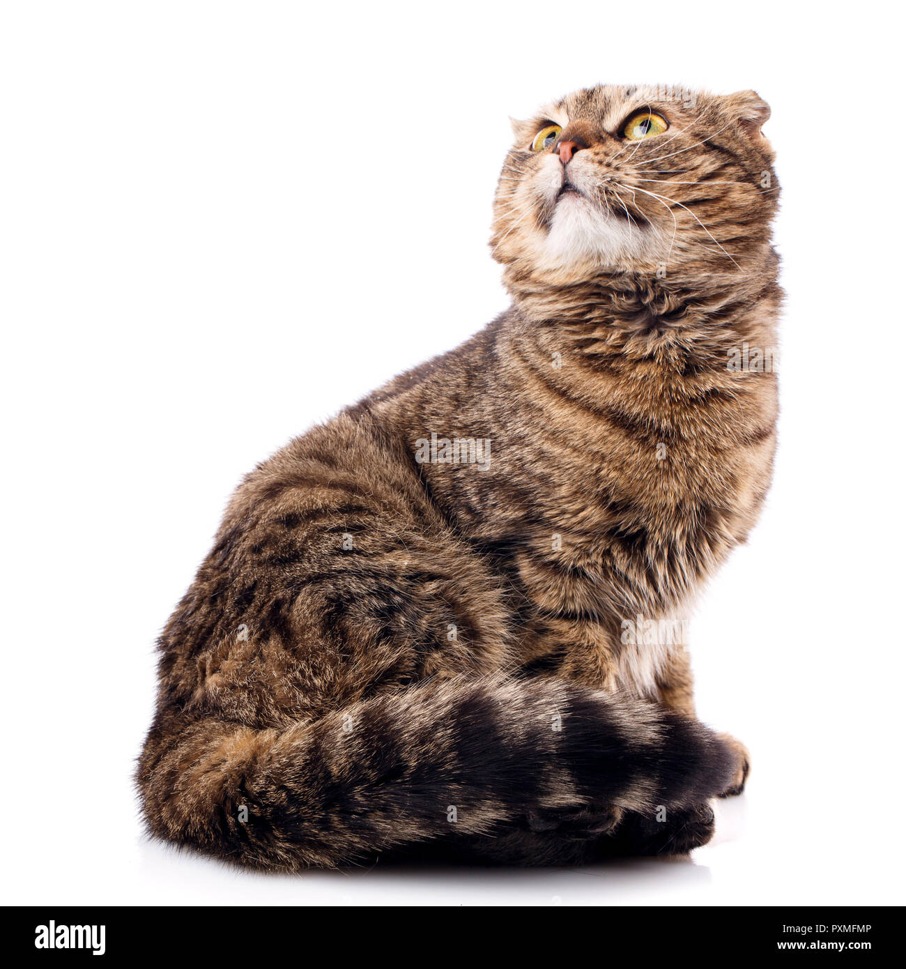 Cat from the street. Homeless cat on a white background. studio shot of ...