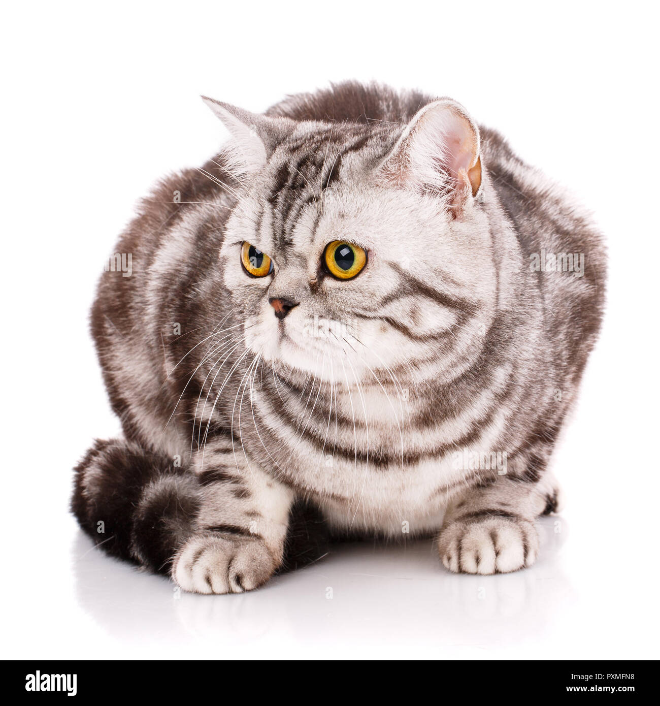 Cute thoroughbred cat on a white background. Beautiful home cat Stock ...