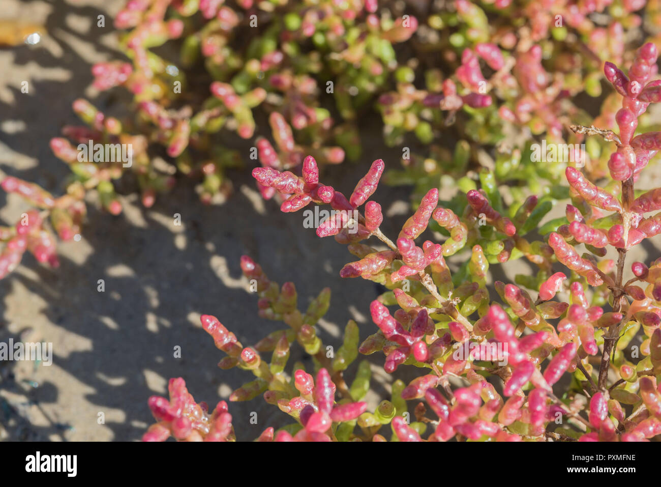 Halophyte plants hi-res stock photography and images - Alamy
