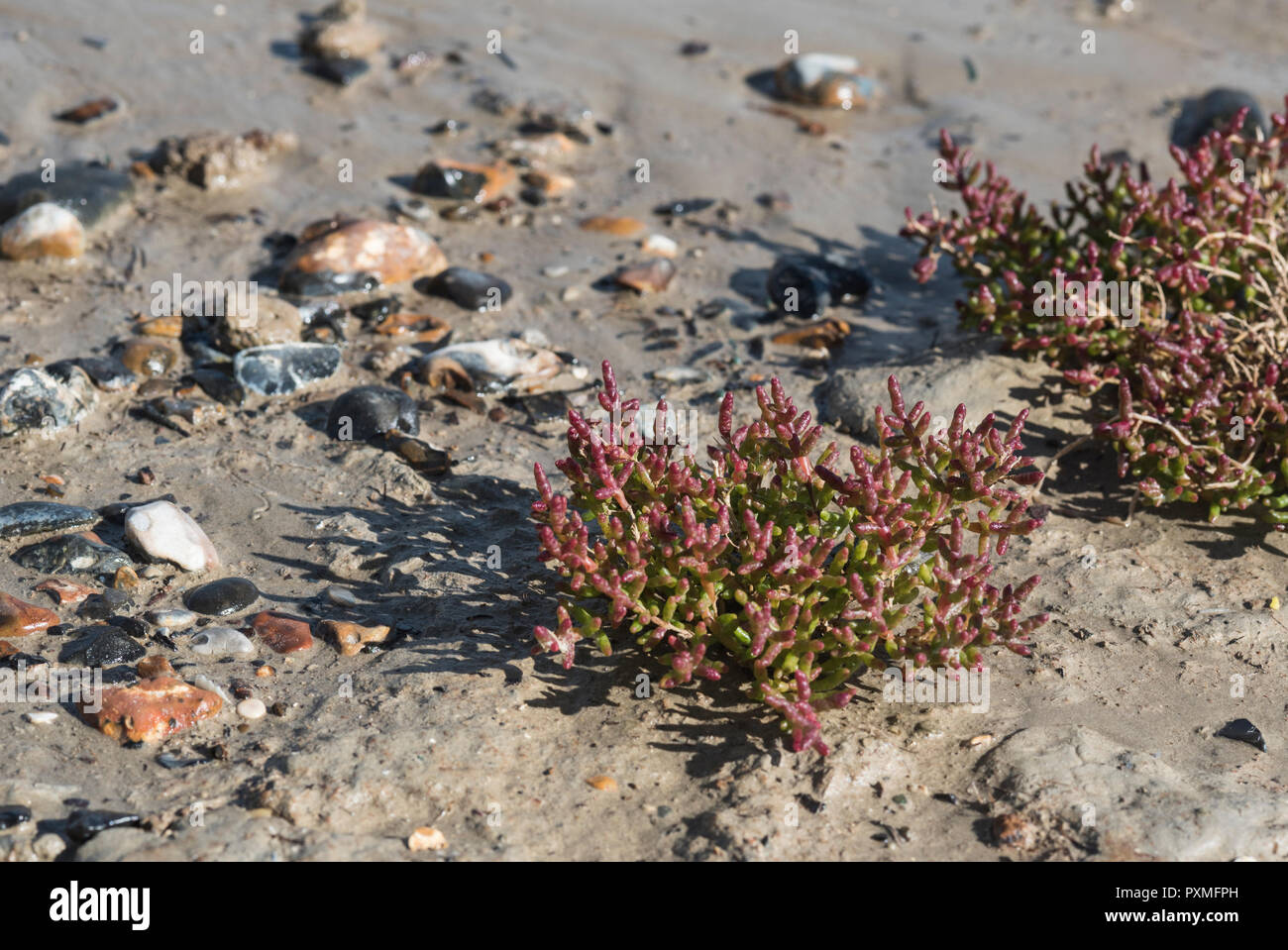 The halophyte plant Glasswort (Salicornia sp Stock Photo - Alamy