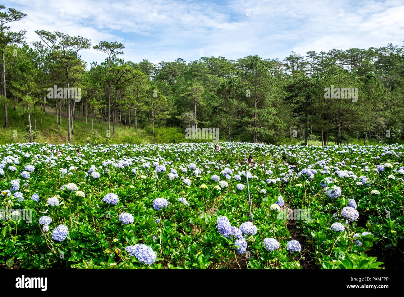 Panoramic view of Hydrangea flower field in Dalat, Vietnam. Da lat is ...