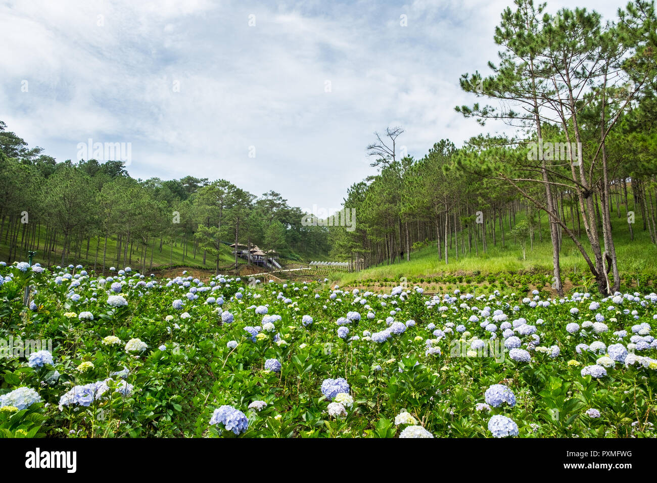 Panoramic view of Hydrangea flower field in Dalat, Vietnam. Da lat is ...
