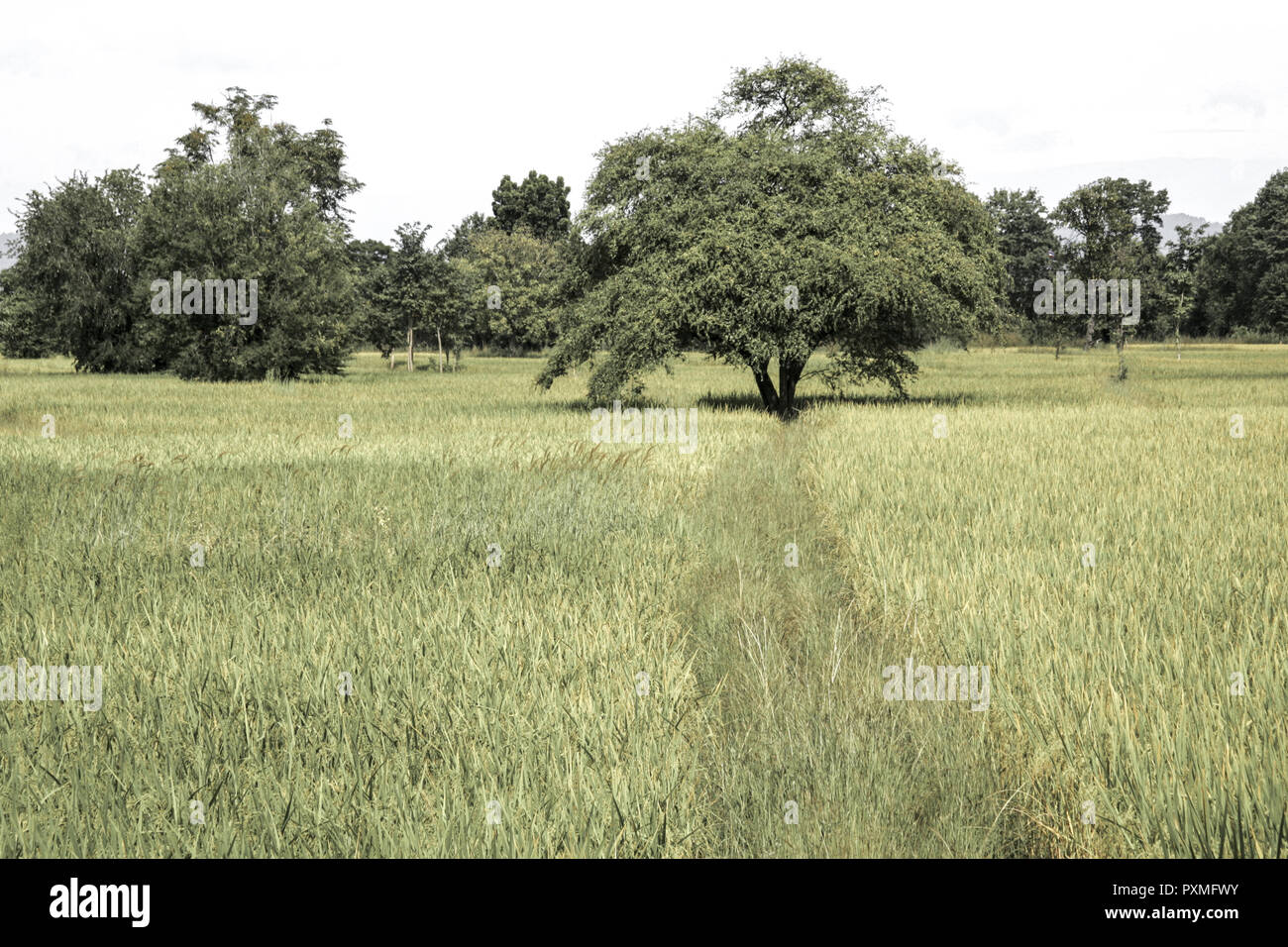 Thailand Asien Reisfeld Landwirtschaft Feld Felder Agrarwirtschaft ...