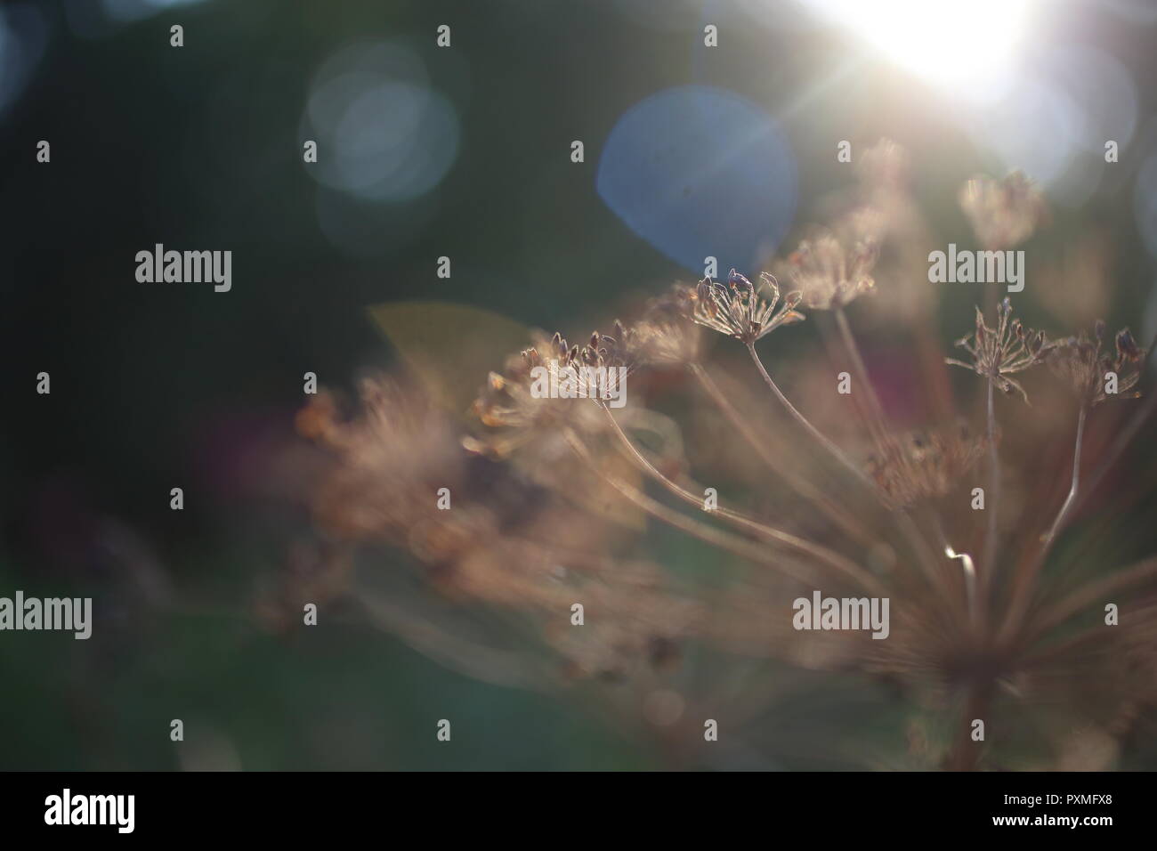 Dry dill flower in the sunlight. Fennel seeds close-up Stock Photo - Alamy