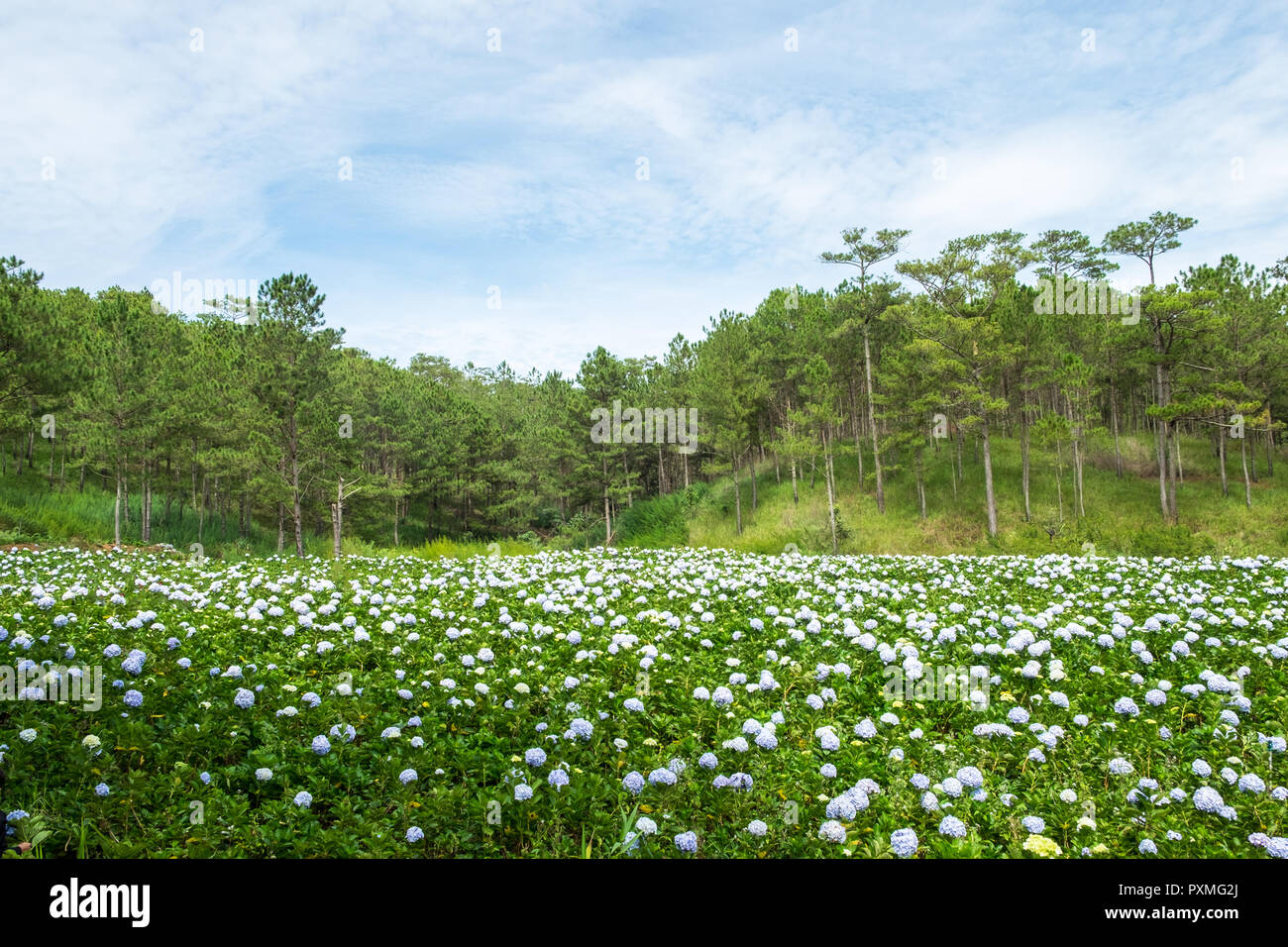 Panoramic view of Hydrangea flower field in Dalat, Vietnam. Da lat is ...