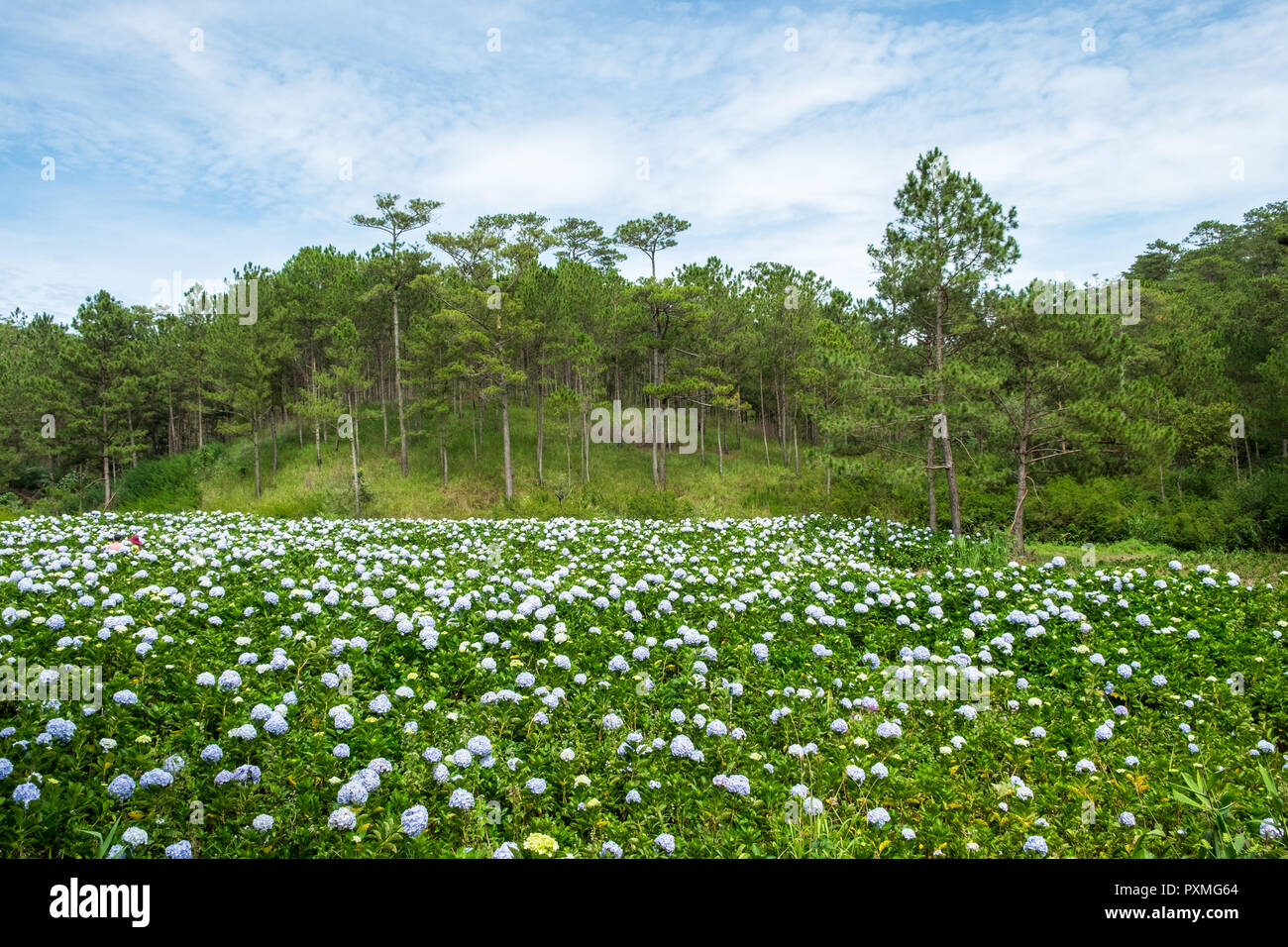 Panoramic view of Hydrangea flower field in Dalat, Vietnam. Da lat is ...