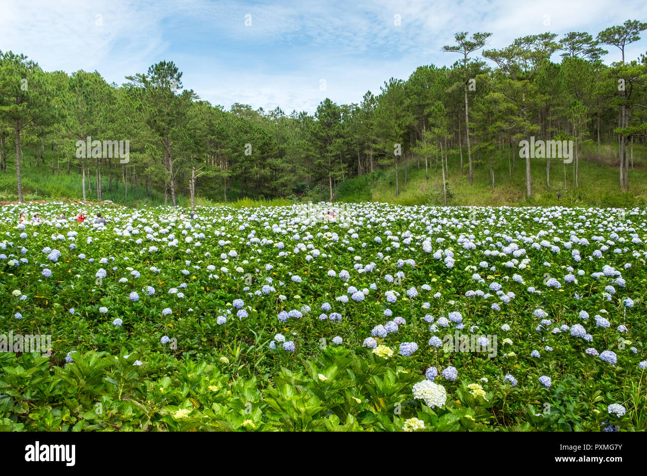 Panoramic view of Hydrangea flower field in Dalat, Vietnam. Da lat is ...