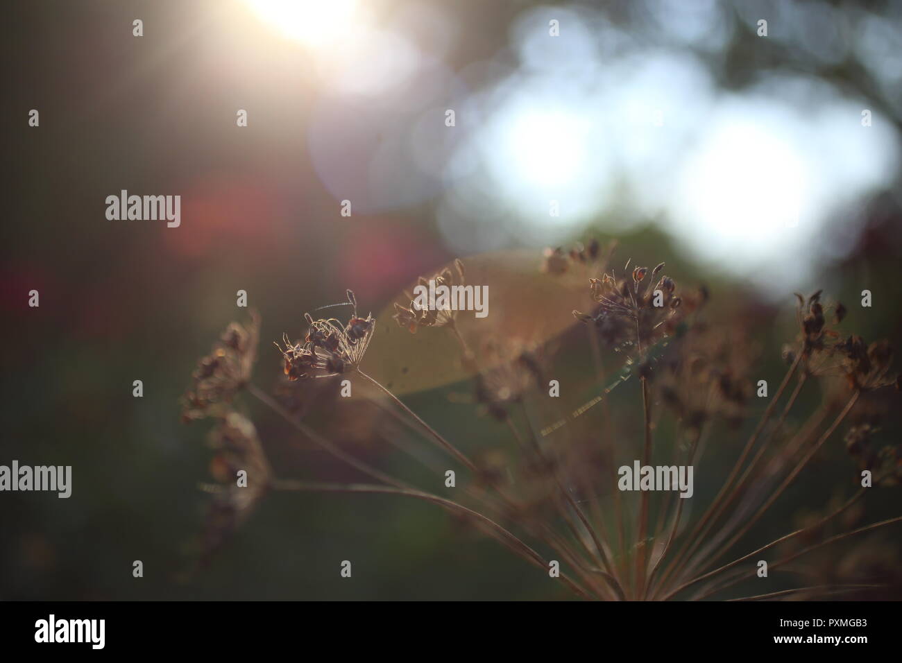 Dry dill flower in the sunlight. Fennel seeds close-up Stock Photo - Alamy
