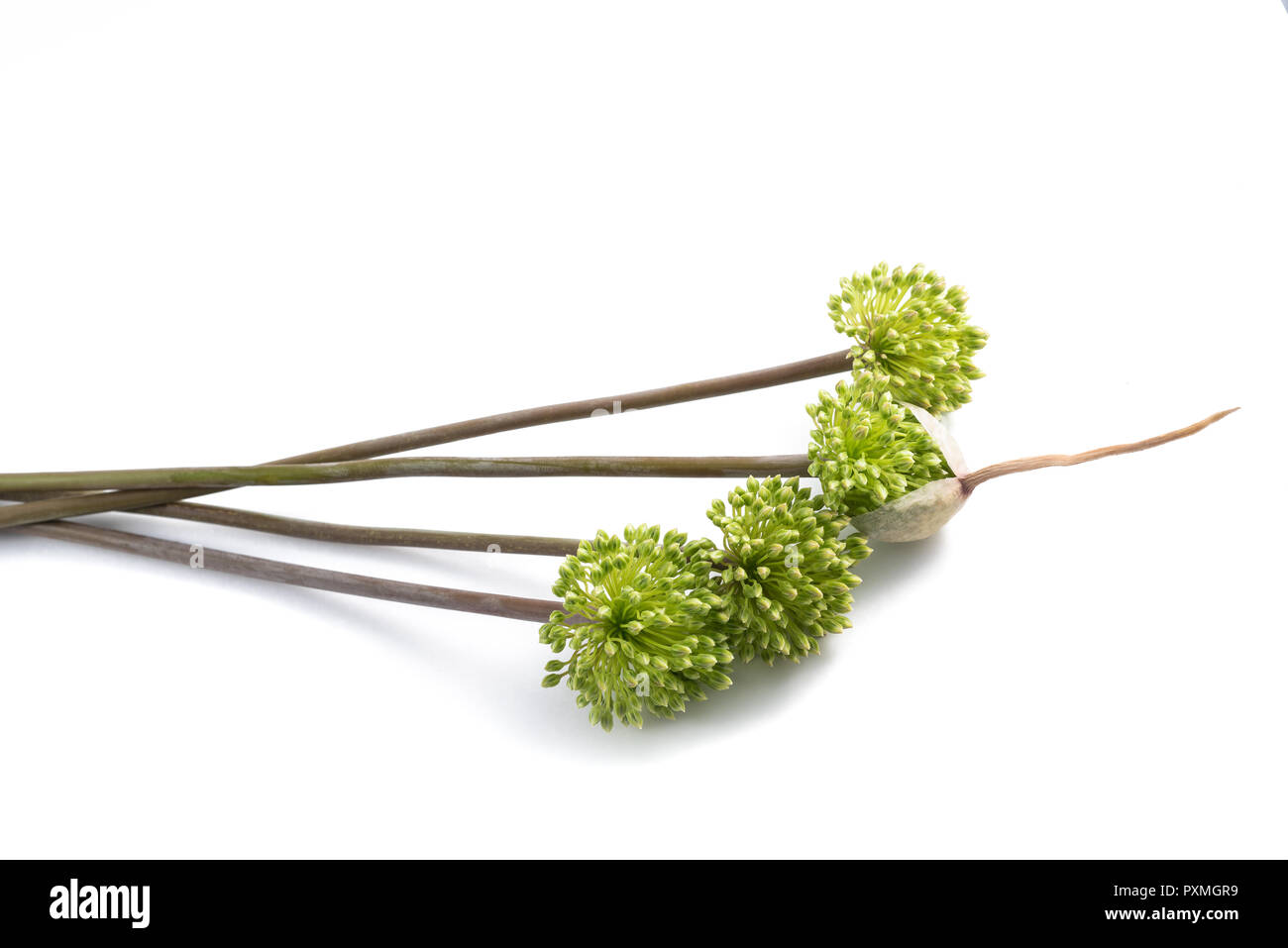 Broadleaf wild leek hi-res stock photography and images - Alamy