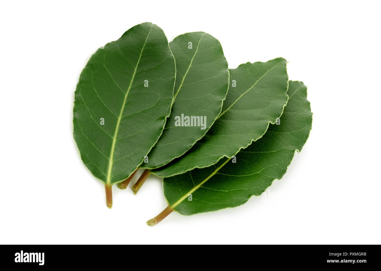 laurel leaves isolated on white background Stock Photo - Alamy