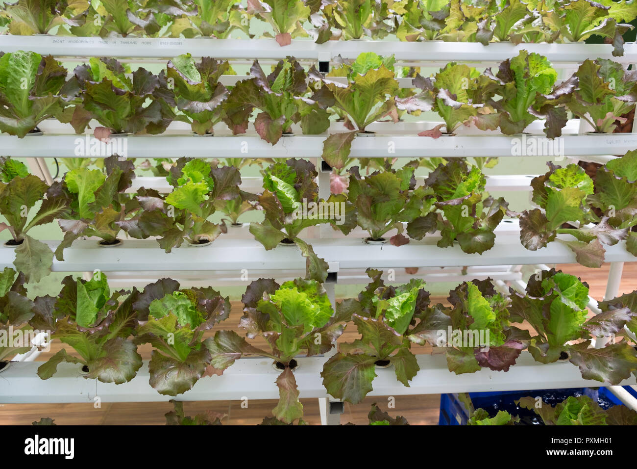 Organic fresh vegetable is planting in the organic gardens in Dalat ...