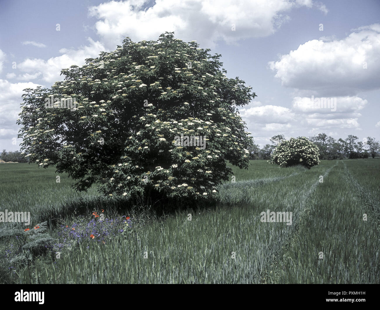 Feldrand, Strauch, Holunder, Sambucus nigra, Bluetezeit, Wiese ...