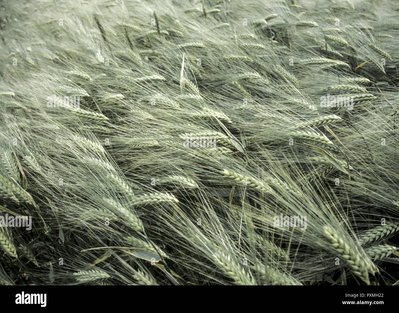 Getreideaehren Gerste Wirtschaft Landwirtschaft Gerstenaehren Getreide ...