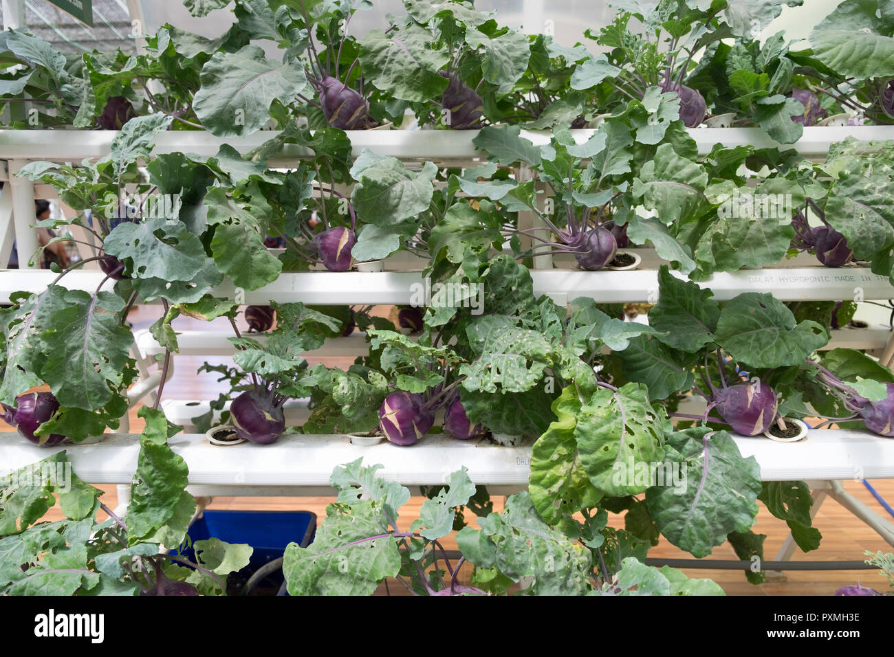 Organic fresh vegetable is planting in the organic gardens in Dalat ...