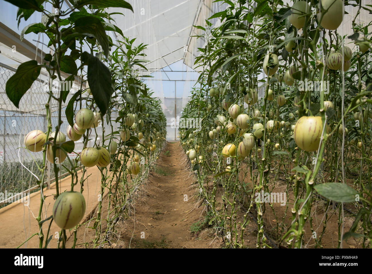 Organic fresh vegetable is planting in the organic gardens in Dalat ...