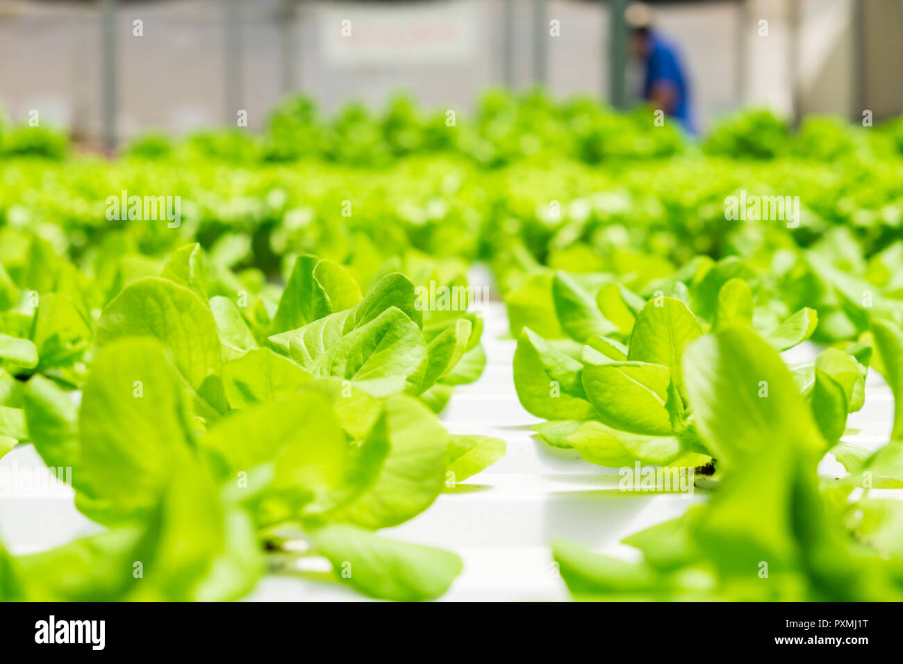 Organic fresh vegetable is planting in the organic gardens in Dalat ...