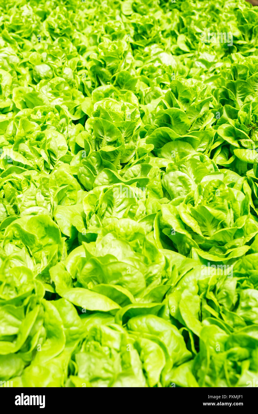 Organic fresh vegetable is planting in the organic gardens in Dalat ...