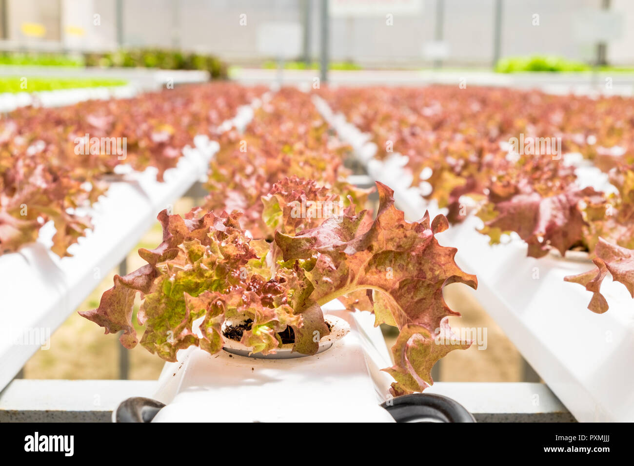 Organic fresh vegetable is planting in the organic gardens in Dalat ...