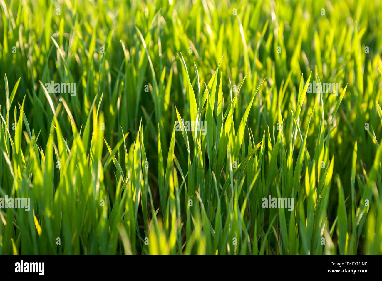 Detail of grasses hi-res stock photography and images - Alamy