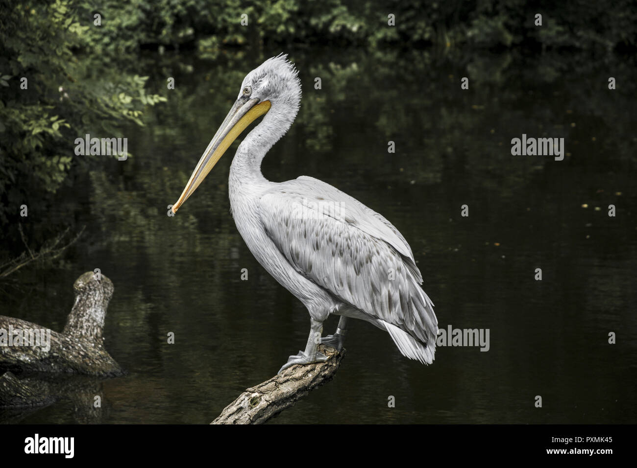 Aussenaufnahme, Pelecanidae, Pelikan, Pelikane, Tier, Tiere, Tiergarten ...