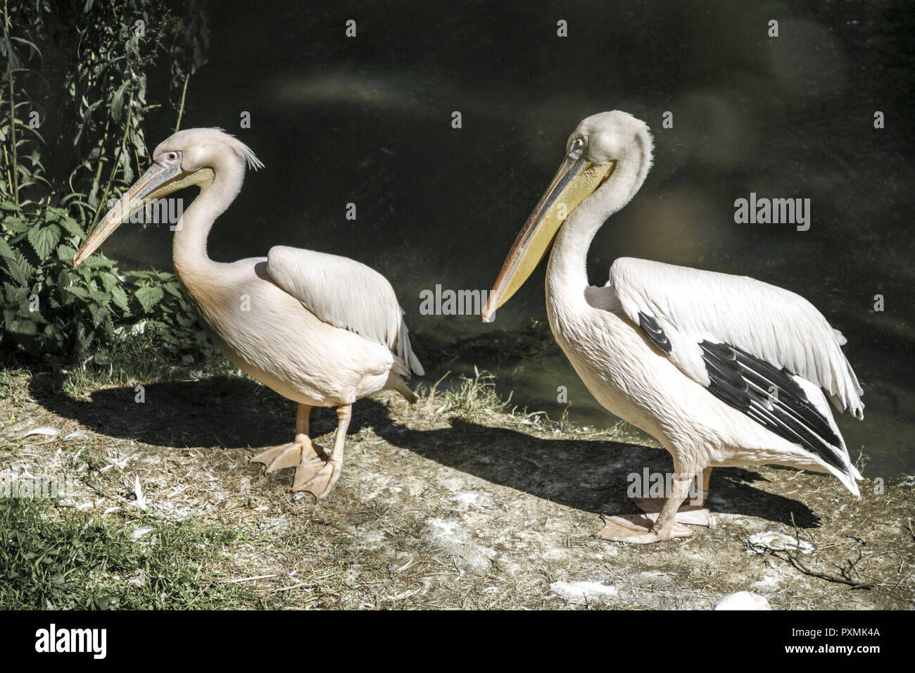 Aussenaufnahme, Pelecanidae, Pelikan, Pelikane, Tier, Tiere, Tiergarten ...
