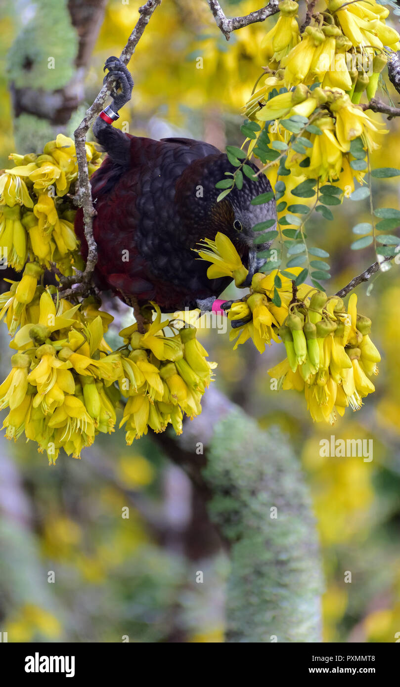 Kākā, native New Zealand bird eating Kowhai flowers (native edible ...